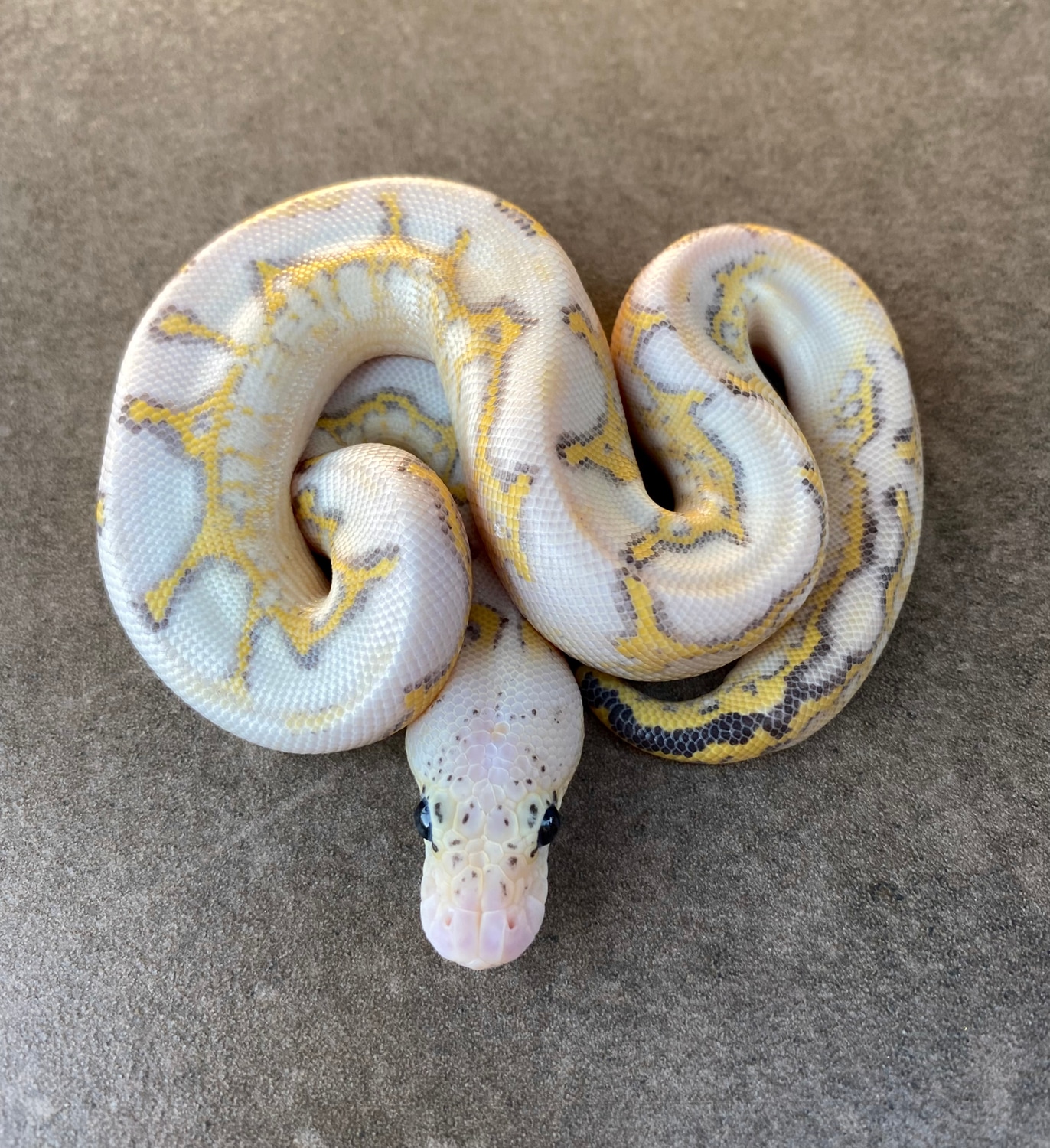 Pastel Highway Clown Ball Python by Goldenboy Reptiles - MorphMarket