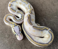 Pastel Highway Clown Ball Python by Goldenboy Reptiles - MorphMarket