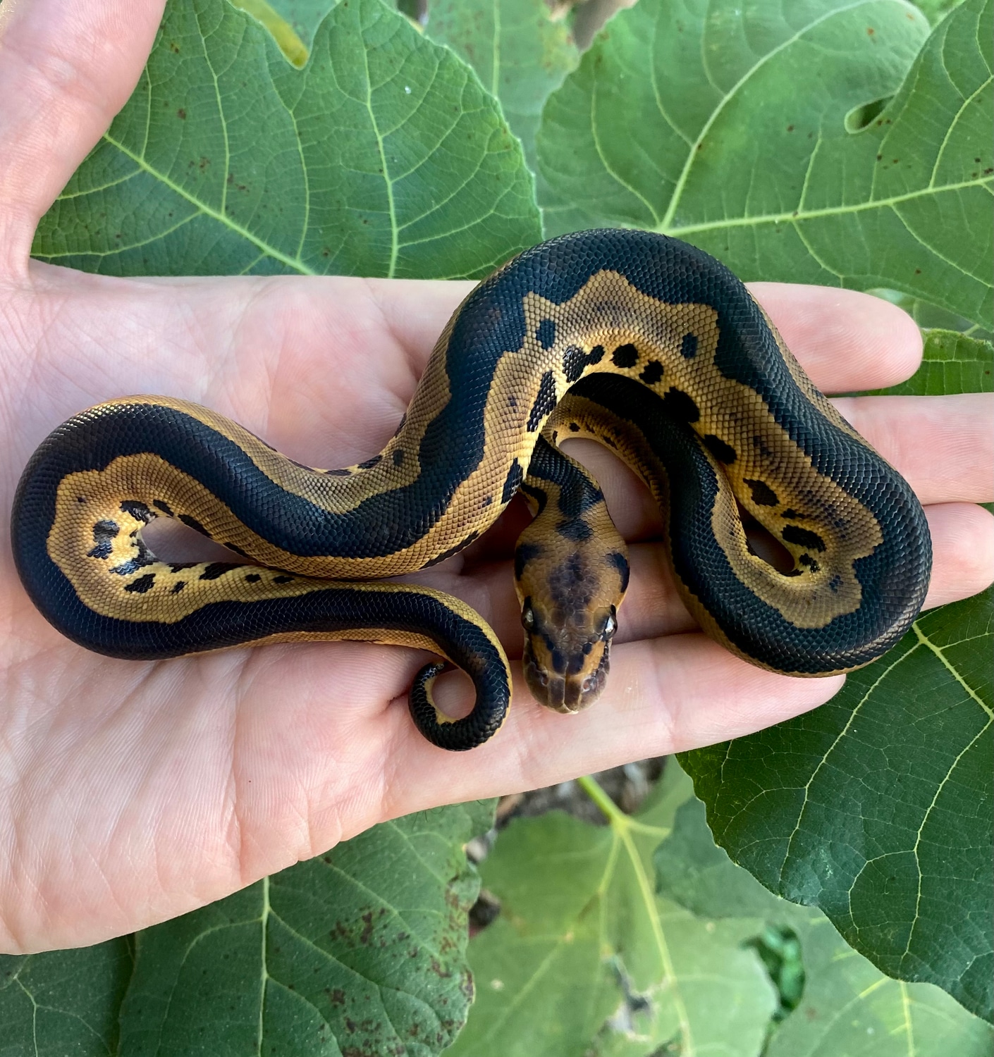 Blackhead Leopard Blade Clown Ball Python by Goldenboy Reptiles ...