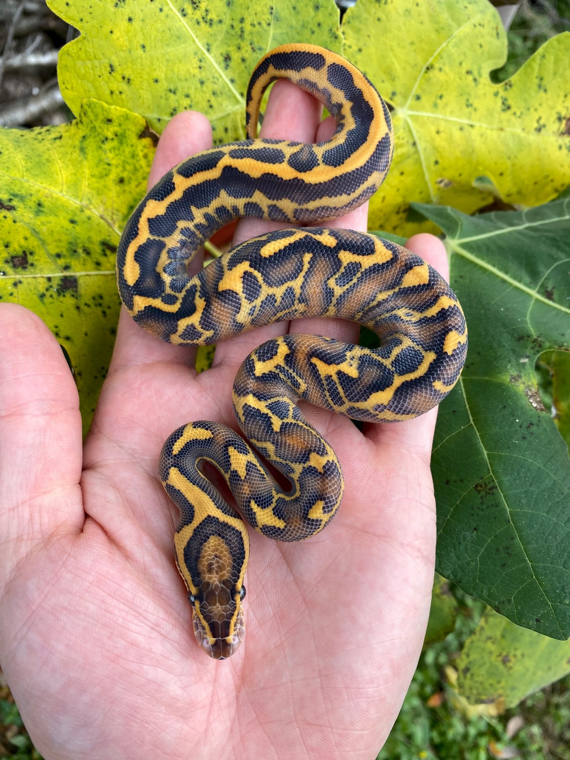 Leo Highway 66% Het Clown Ball Python by Goldenboy Reptiles - MorphMarket