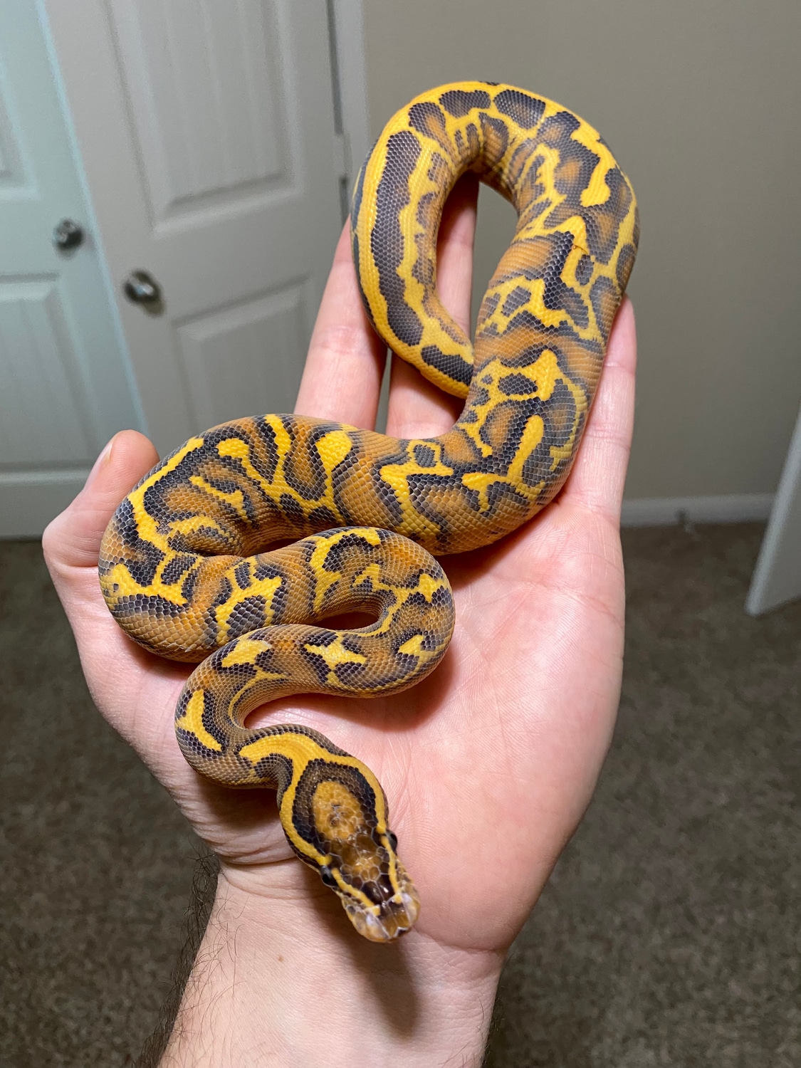 Leo Highway 66% Het Clown Ball Python by Goldenboy Reptiles - MorphMarket