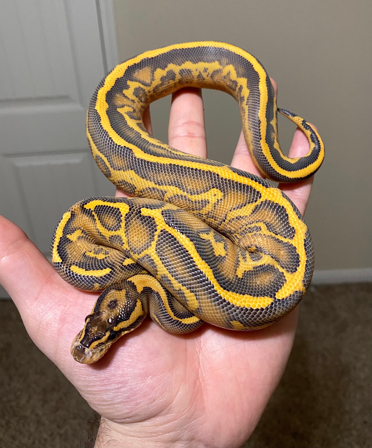 Leo Highway 66% Het Clown Ball Python by Goldenboy Reptiles - MorphMarket