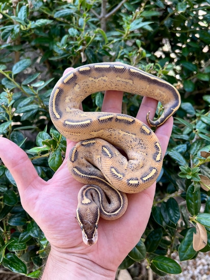 Highway 66% Het Clown Ball Python by Goldenboy Reptiles