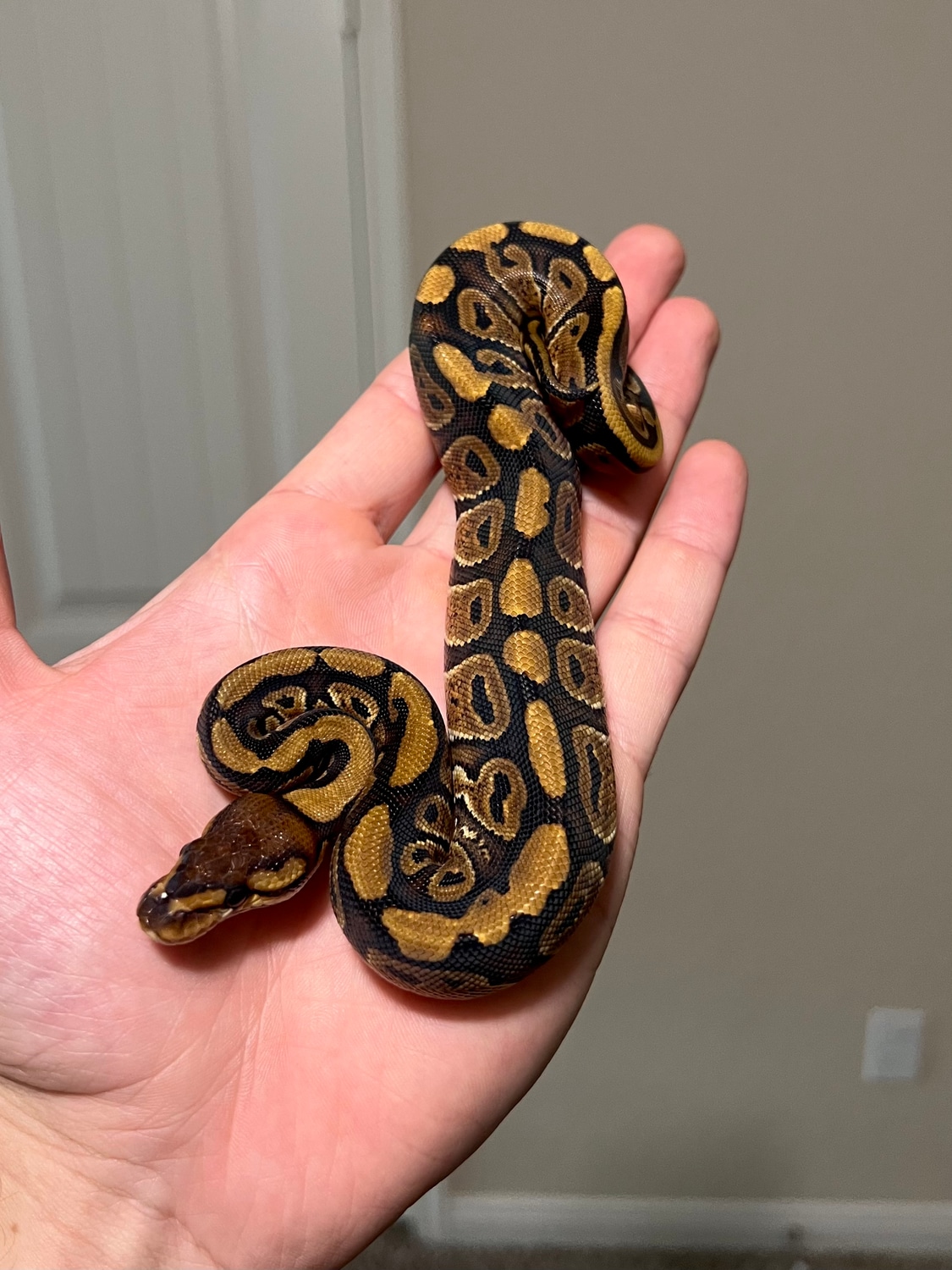 Redstripe Het Clown Het Desert Ghost Ball Python by Goldenboy Reptiles ...