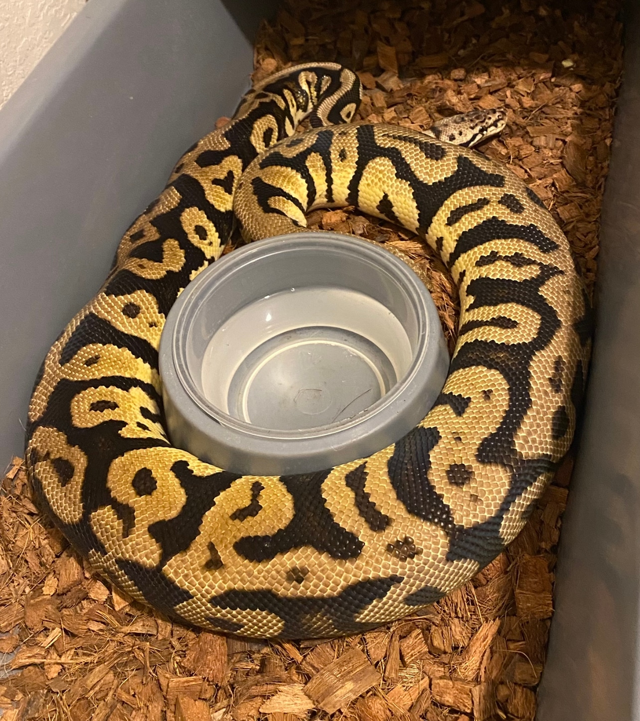 Pastel Spotnose Confusion Het Clown Ball Python by Goldenboy Reptiles ...