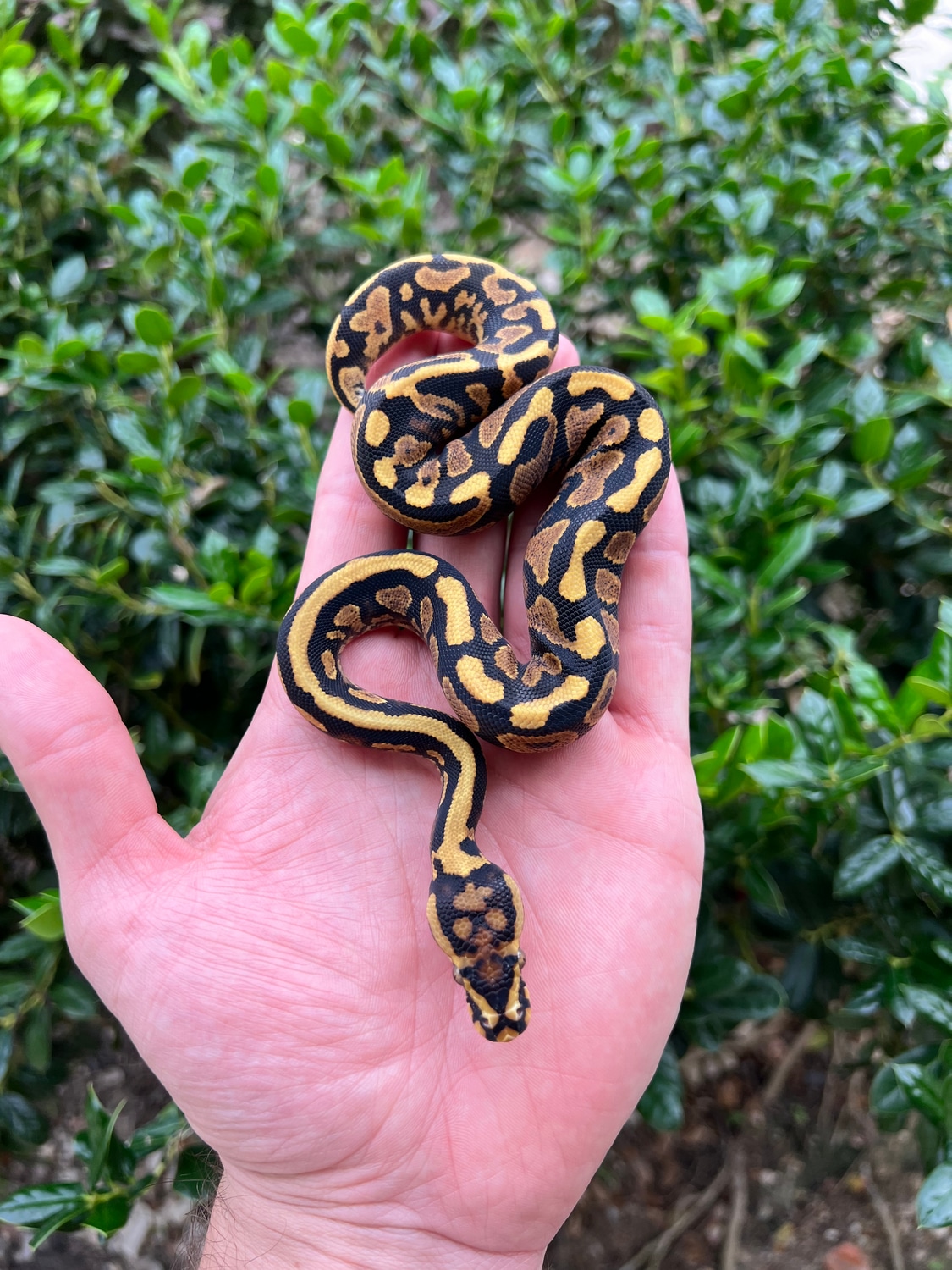 Spotnose Gravel/yb Het Clown Ball Python by Goldenboy Reptiles ...