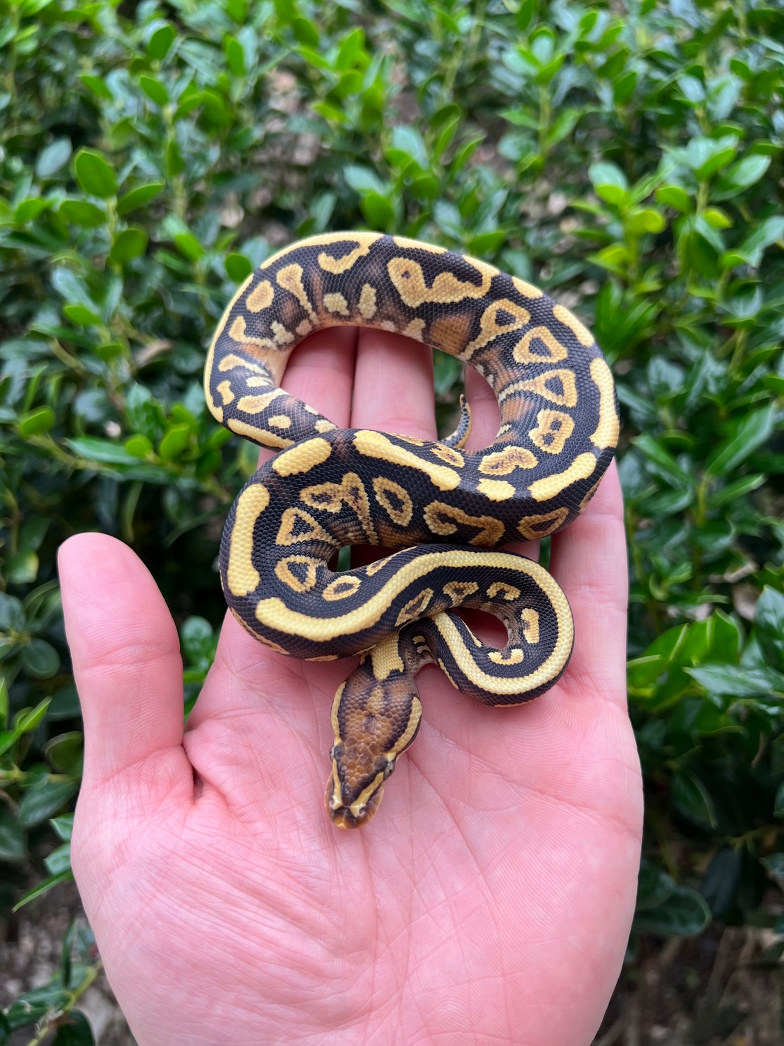 Mojave Gravel/yb Het Clown Ball Python by Goldenboy Reptiles - MorphMarket
