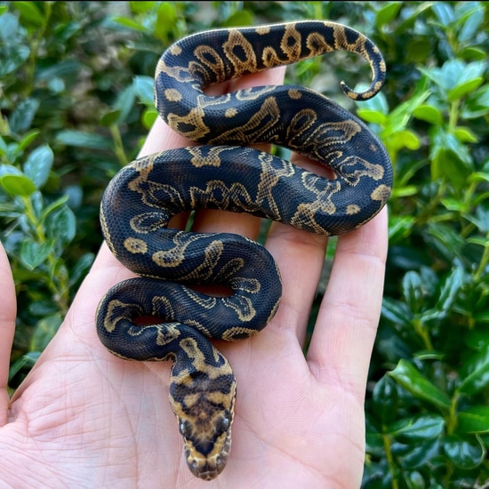 Confusion Ghi Clown Ball Python by Goldenboy Reptiles