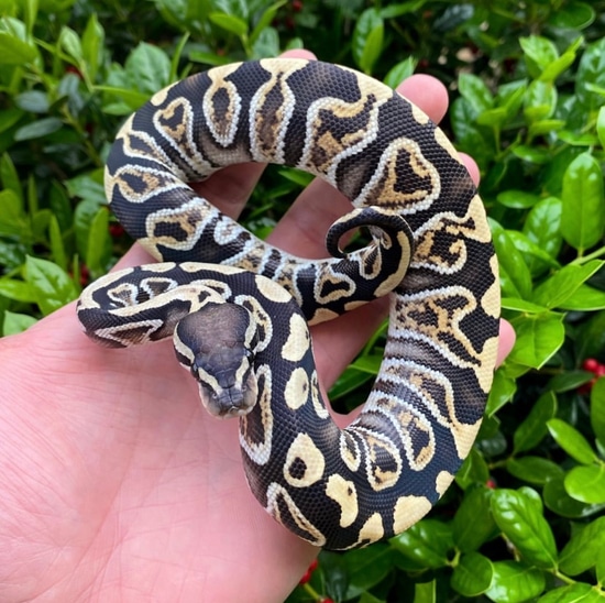 Ghi Desert Ghost Ball Python by Goldenboy Reptiles