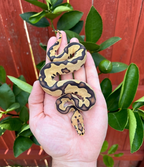 Vanilla/fire Leopard Clown Ball Python by Goldenboy Reptiles