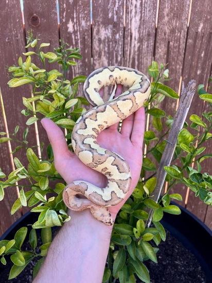 High Intensity Od Vanilla Cream Clown Ball Python by Goldenboy Reptiles