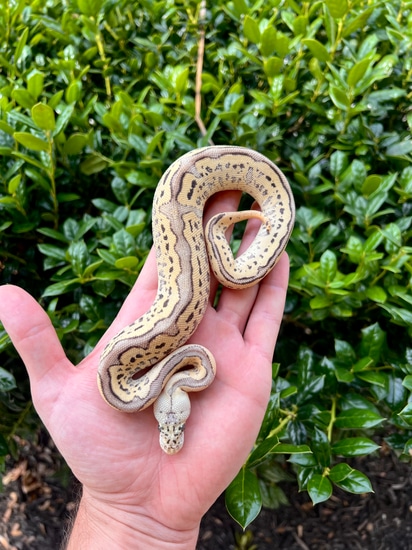 Firefly Leopard Yellowbelly Clown Pos Od Ball Python by Goldenboy Reptiles