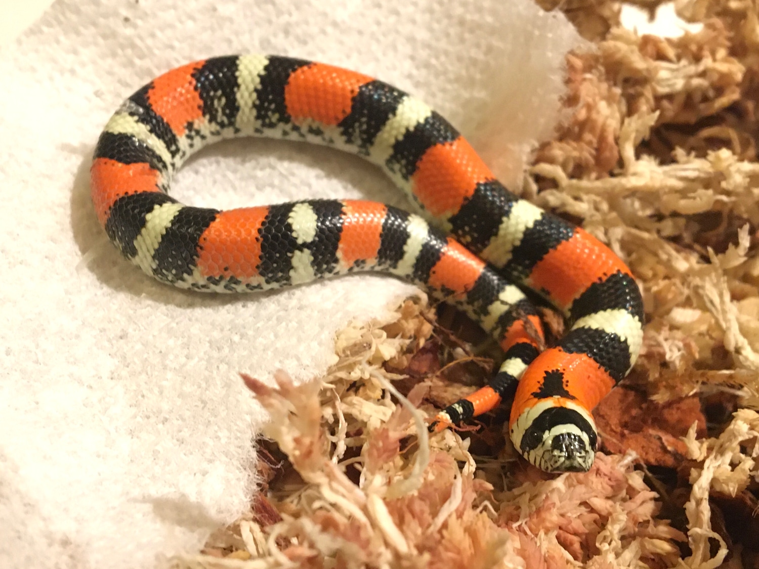 Exceptional Tri-Color Hognose by Golden Coast Exotics - MorphMarket