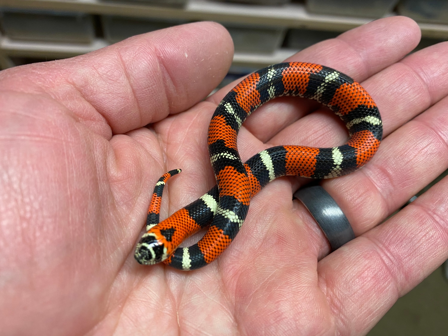 Tri-color Hognose by Golden Coast Exotics - MorphMarket
