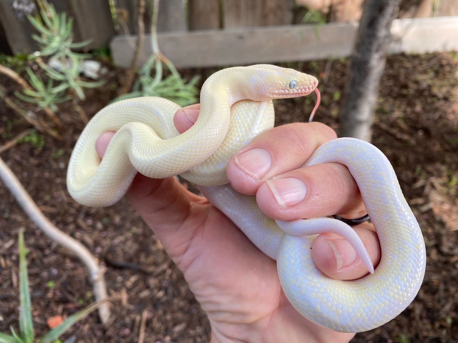 Blue Eyed Lucy Colombian Rainbow Boa by Golden Coast Exotics - MorphMarket