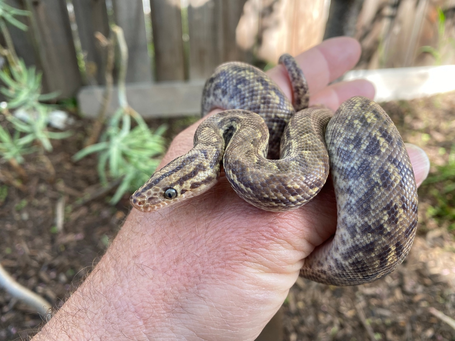 Columbian Rainbow Boa %100 Het. Lucy Colombian Rainbow Boa by Golden ...