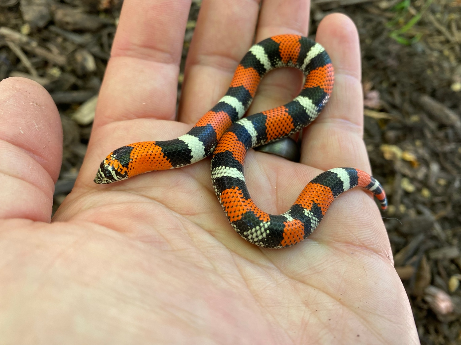 Gorgeous Male Tri-color Hognose by Golden Coast Exotics - MorphMarket