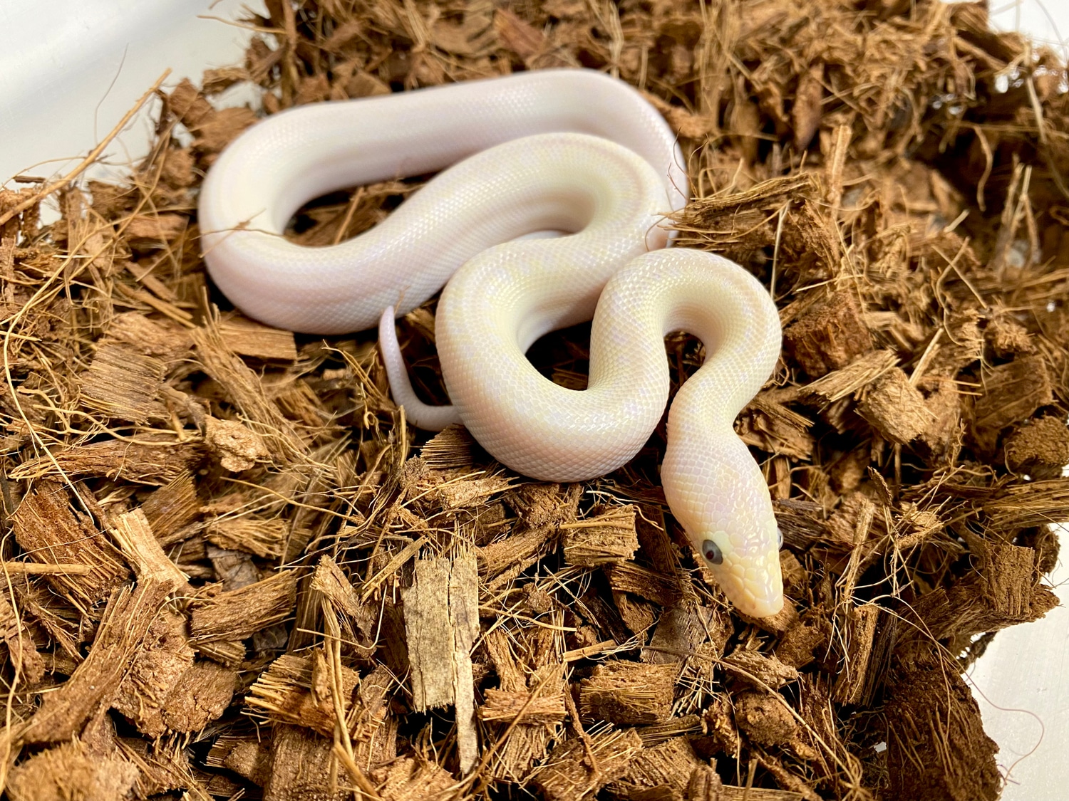 Blue Eyed Lucy Colombian Rainbow Boa by Golden Coast Exotics - MorphMarket