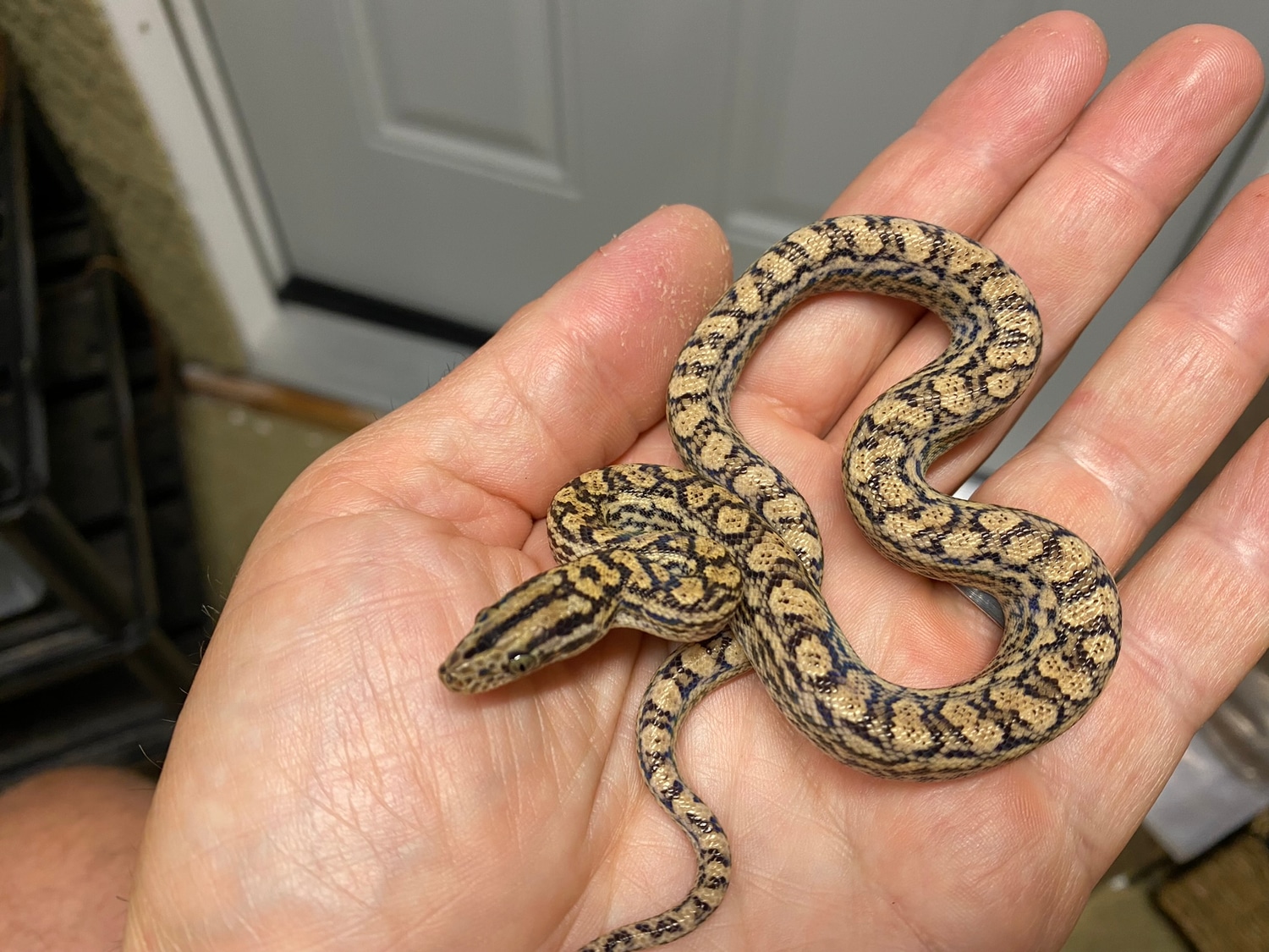 Het. Lucy Columbian Rainbow Colombian Rainbow Boa by Golden Coast ...