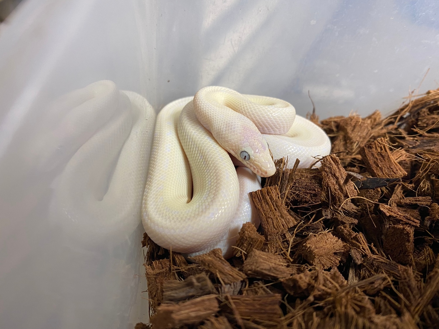 Blue Eyed Lucy Colombian Rainbow Boa by Golden Coast Exotics - MorphMarket