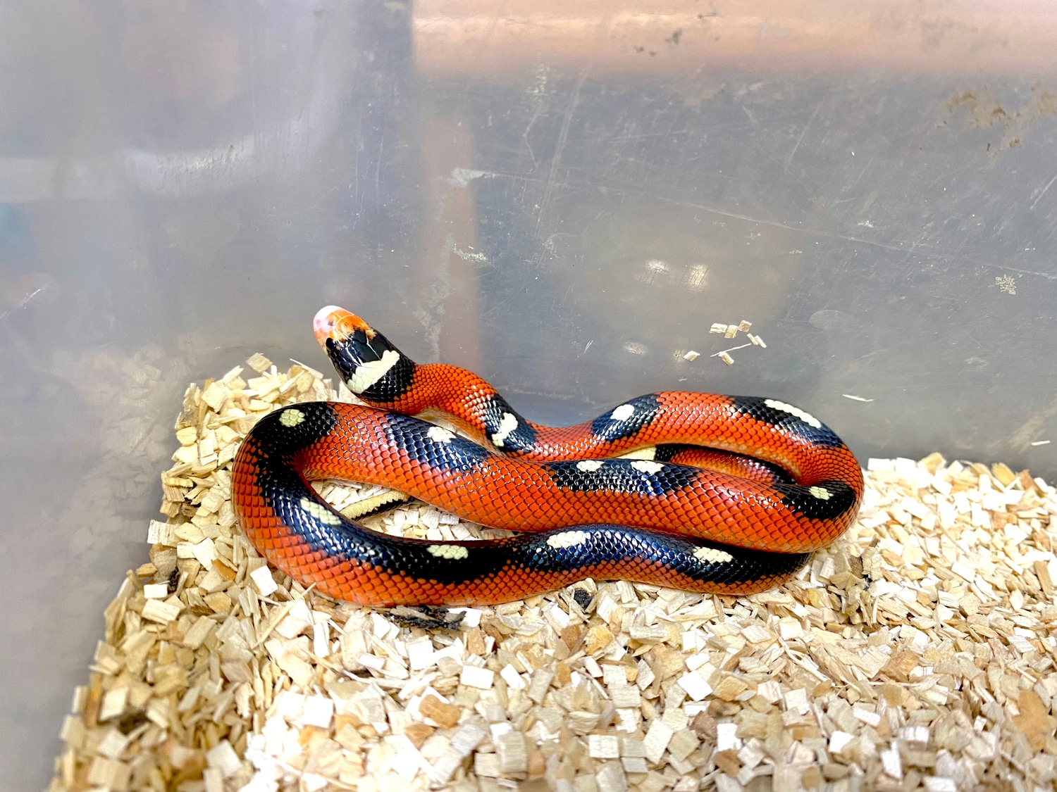 Splotched Het. Albino Sinaloan Milk Snake by Golden Coast Exotics ...
