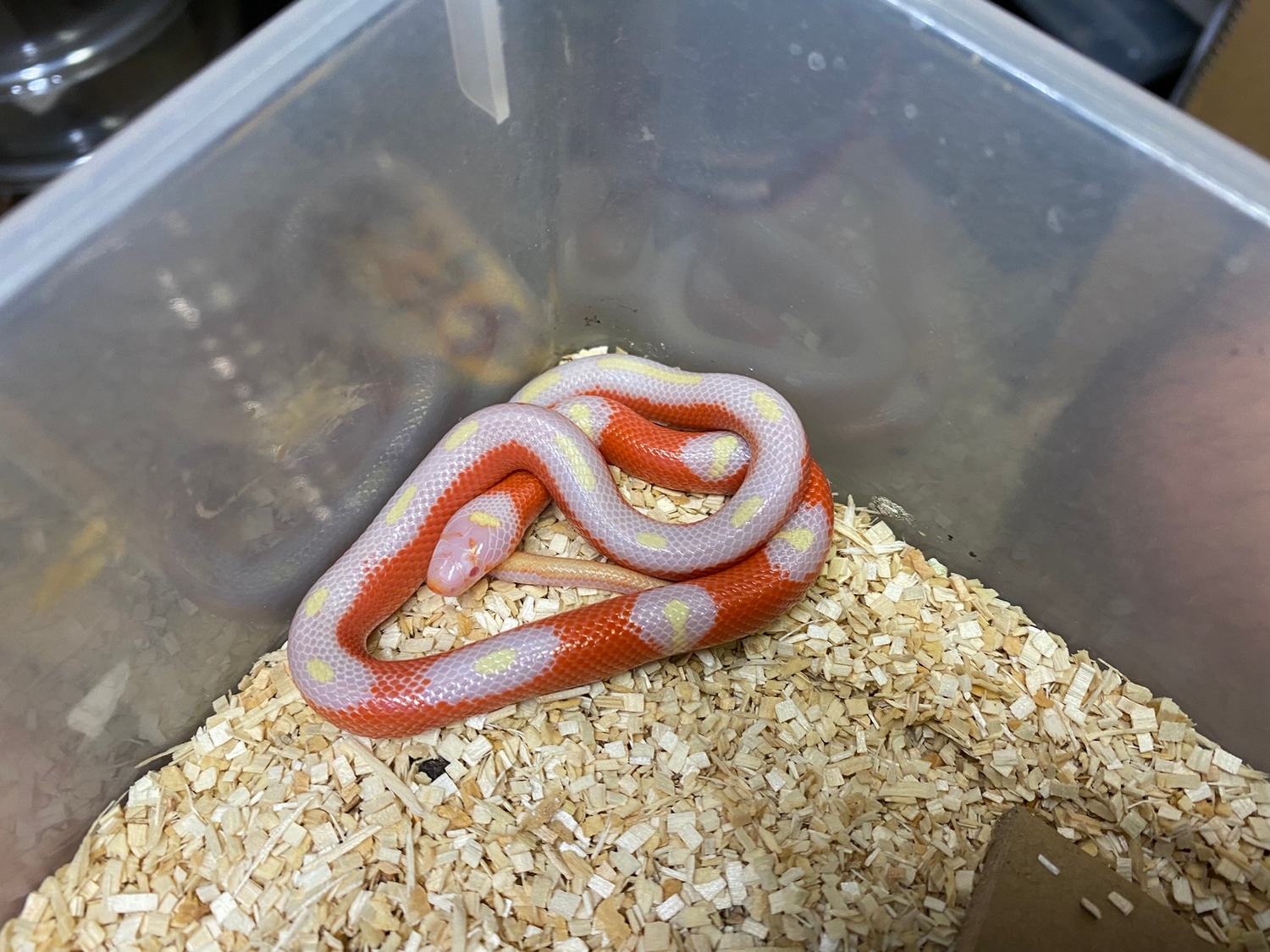 Splotched Albino Sinaloan Milk Snake by Golden Coast Exotics - MorphMarket