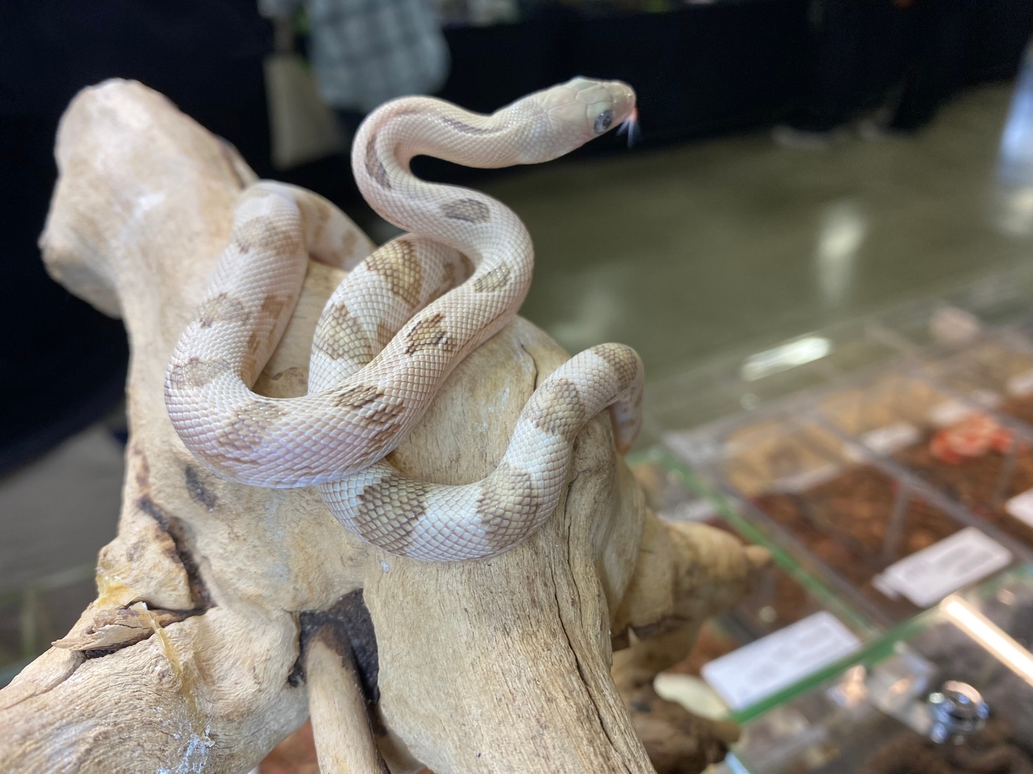 Blonde Het. Axanthic Trans-Pecos Rat Snake by Golden Coast Exotics ...