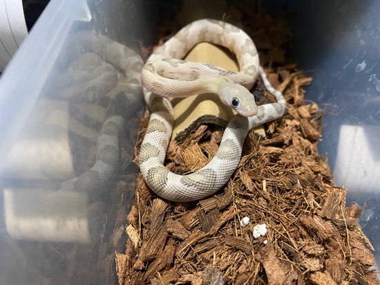 Blonde 100% Het. Axanthic Trans-Pecos Rat Snake by Golden Coast Exotics