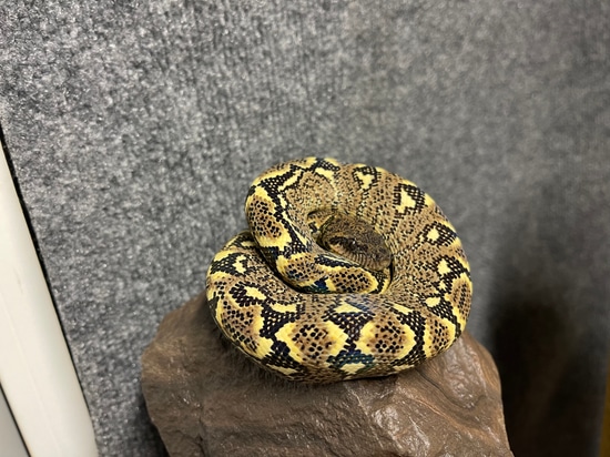 Madagascar Tree Boa (Sanzinia Volontany) Other Tree Boa by Golden Coast ...