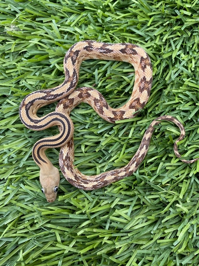 Hwy 277 Trans-Pecos Rat Snake by Golden Coast Exotics