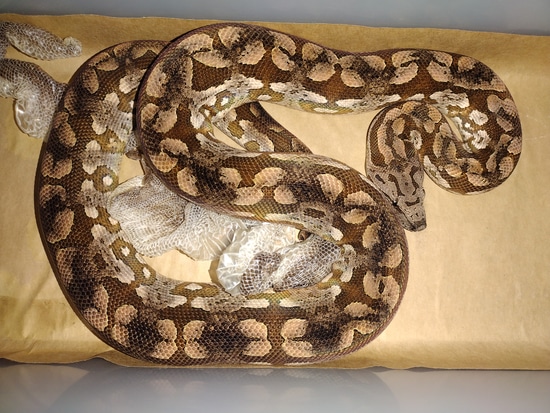Dumerils Boa Dumeril's Boa by KNIGHT's BOAS