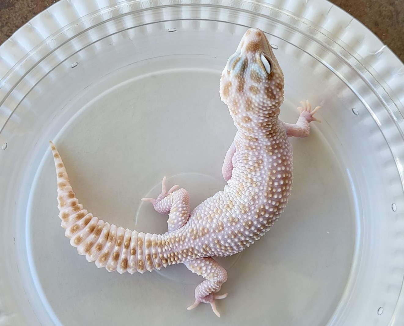 SS Tremper Eclipse Leopard Gecko by Golden Gate Geckos - MorphMarket