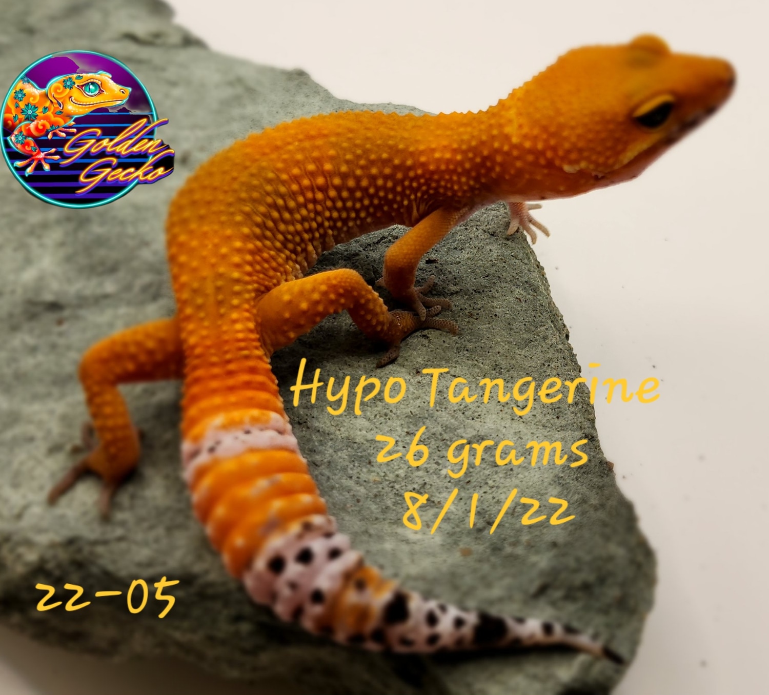 Hypo Tangerine Leopard Gecko by The Golden Gecko - MorphMarket