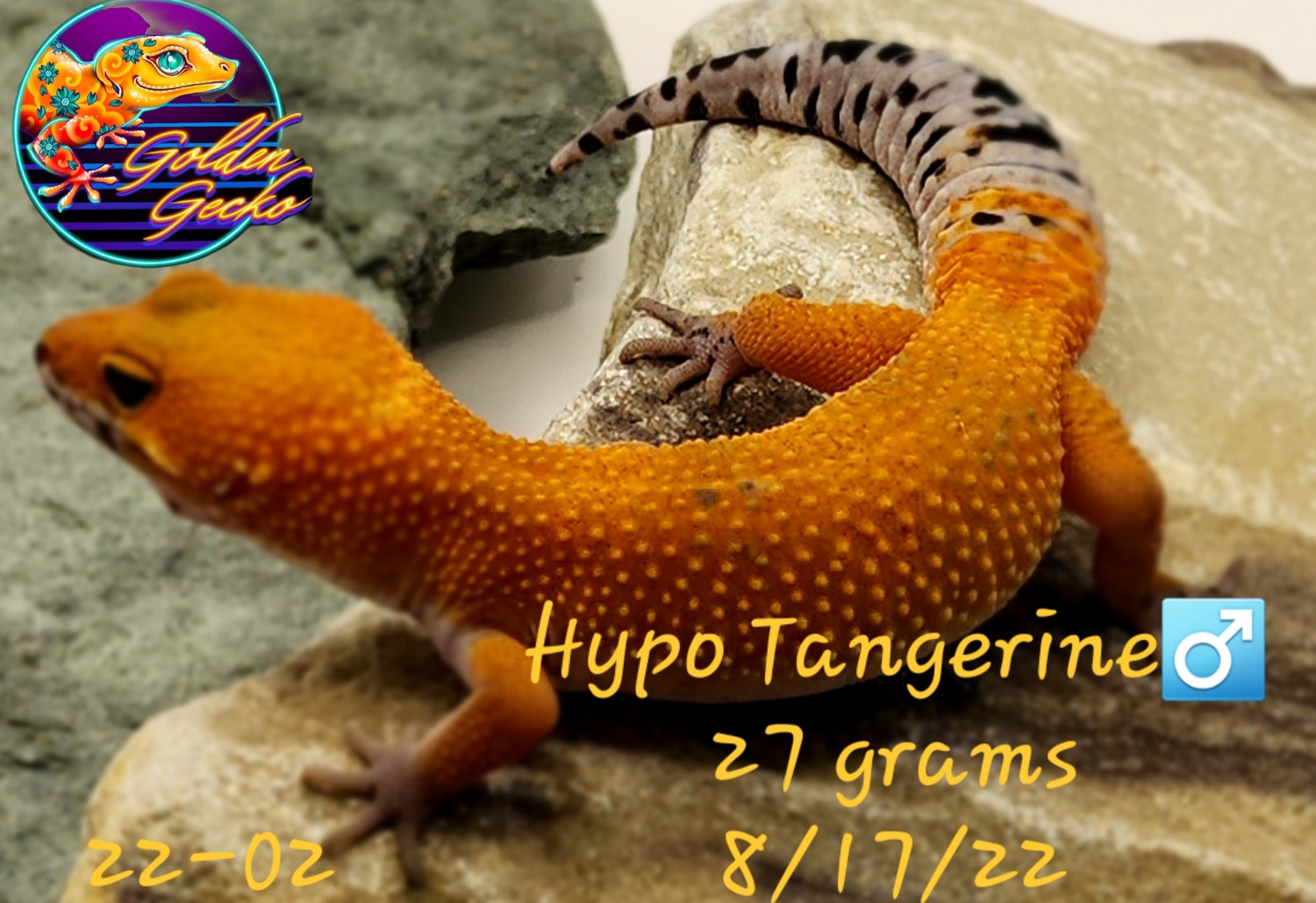 Hypo Tangerine Leopard Gecko by The Golden Gecko - MorphMarket