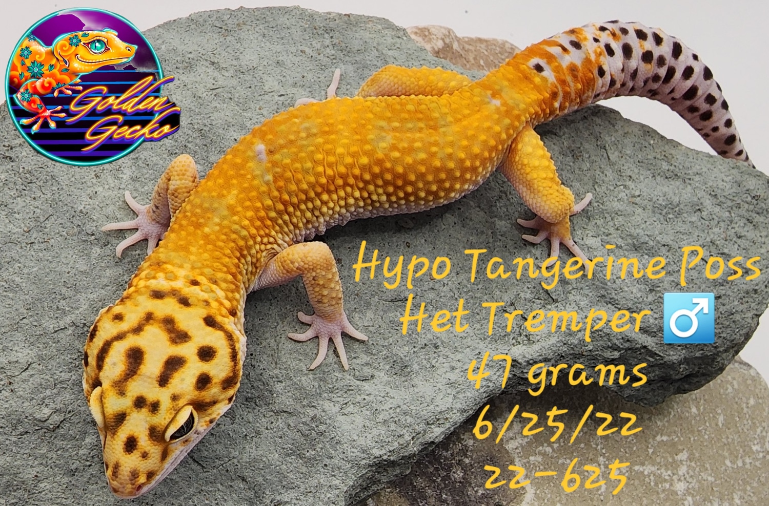 Hypo Tangerine Possible Het Tremper Leopard Gecko by The Golden Gecko ...