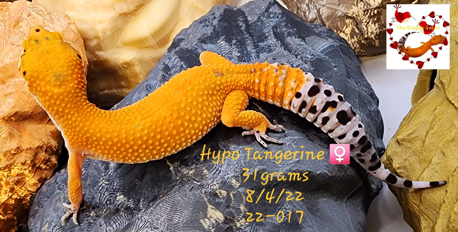 Hypo Tangerine Leopard Gecko by The Golden Gecko - MorphMarket
