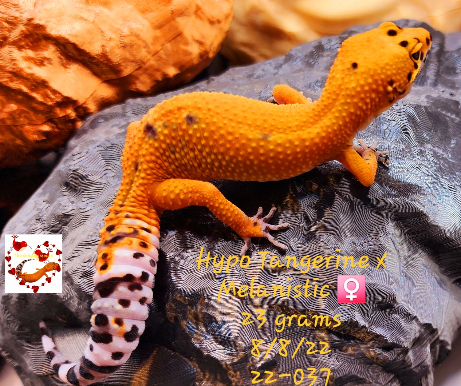 Hypo Tangerine Micro X Melanistic Leopard Gecko by The Golden Gecko ...