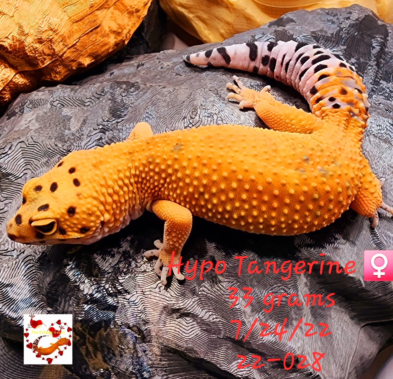 Hypo Tangerine Leopard Gecko by The Golden Gecko - MorphMarket