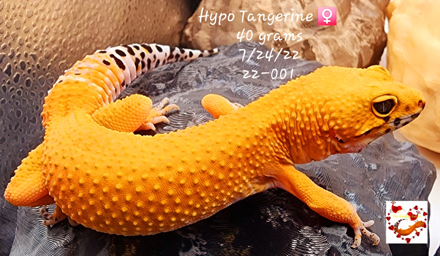 Super Hypo Tangerine Leopard Gecko by The Golden Gecko - MorphMarket