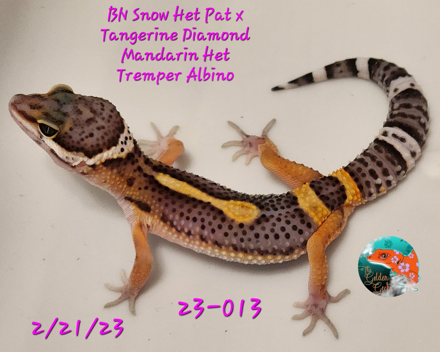 Black Night Snow Het MP X Tangerine Diamond Mandarin Het Tremper Albino ...