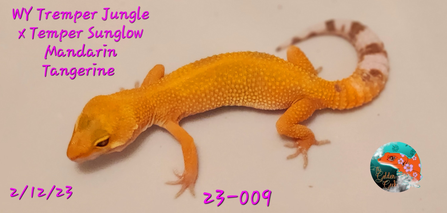 WY Tremper Jungle X Tremper Sunglow Mandarin Tangerine Leopard Gecko by ...