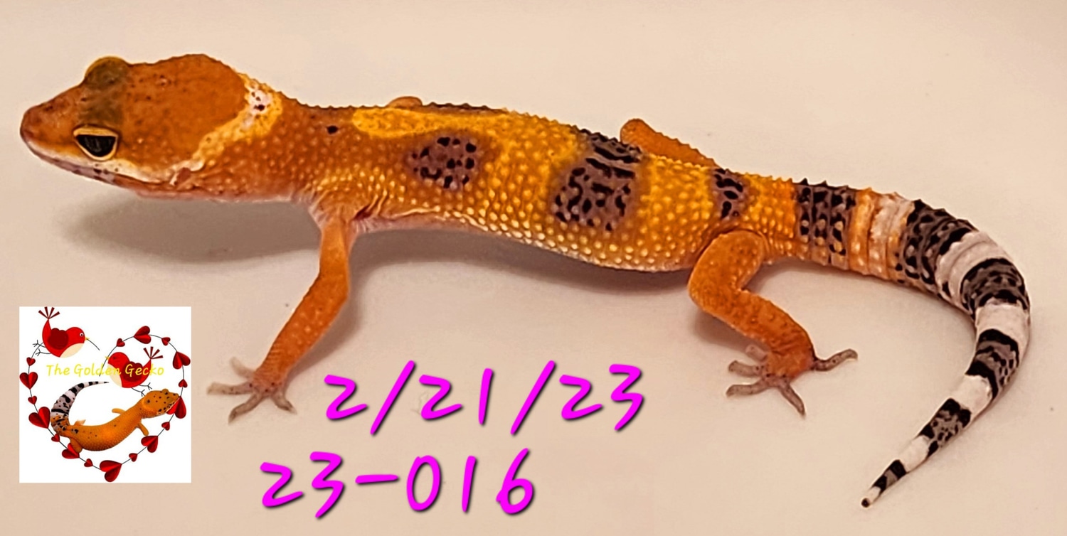 Mandarin Blood Tangerine Leopard Gecko by The Golden Gecko - MorphMarket