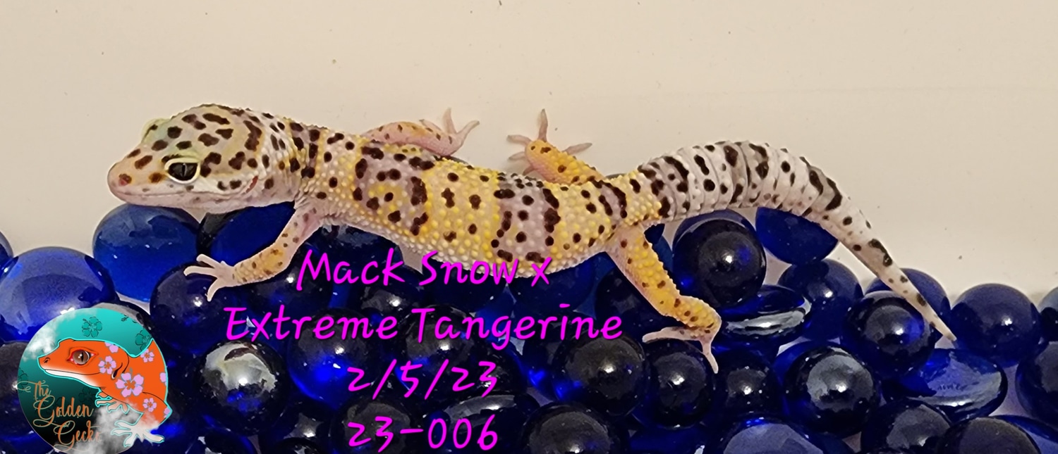 Mack Snow X Extreme Tangerine Leopard Gecko by The Golden Gecko ...
