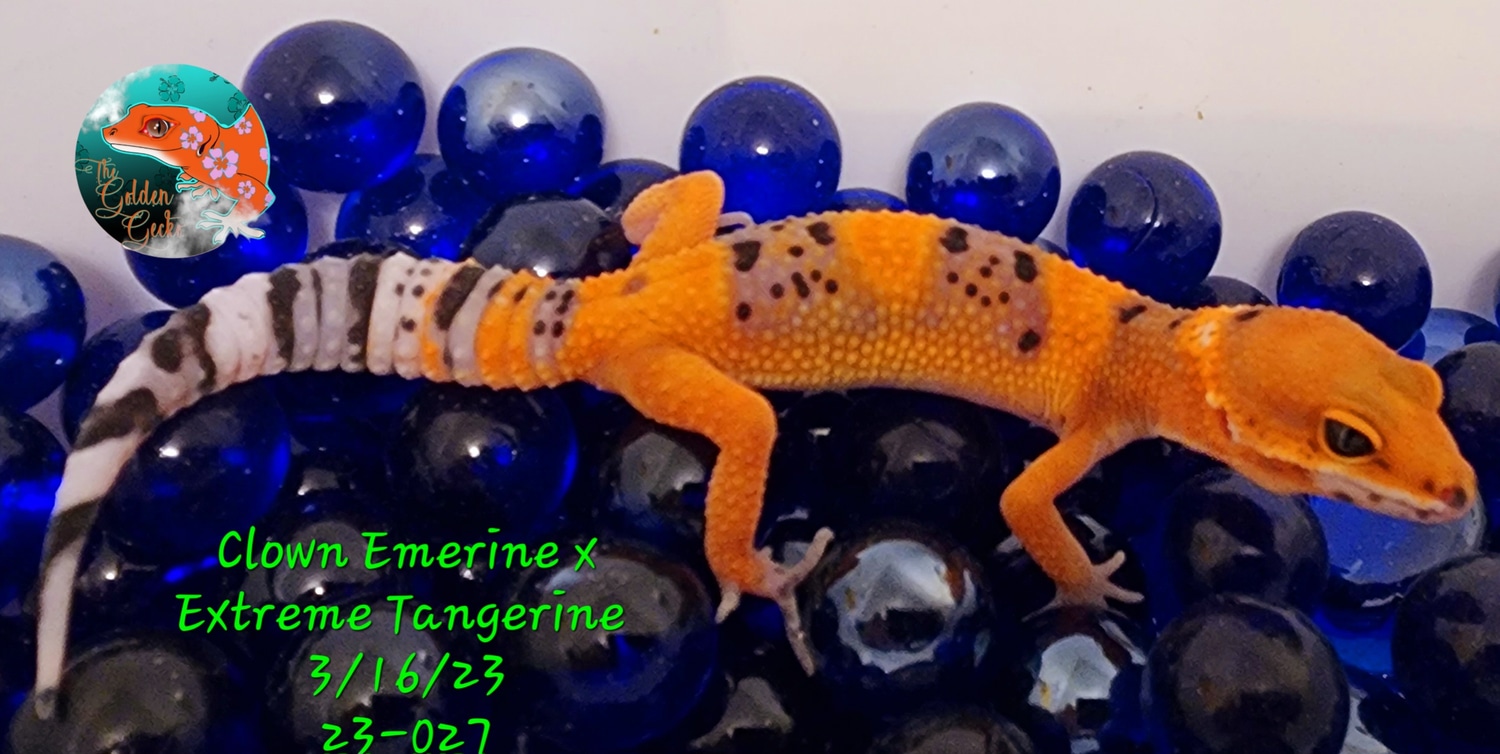Clown Emerine X Extreme Tangerine Leopard Gecko by The Golden Gecko ...