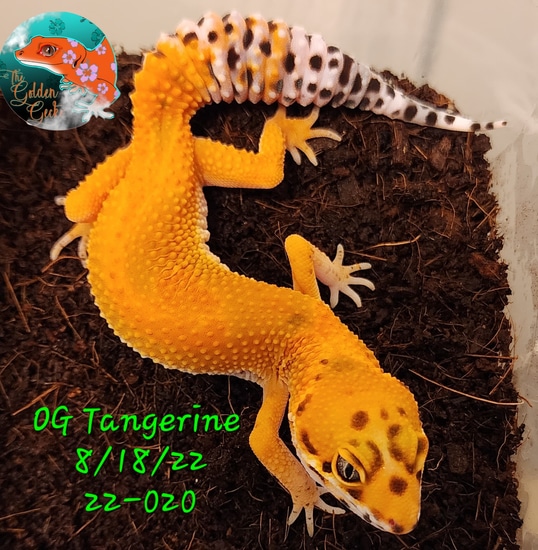 OG Tangerine Hypomelanistic Leopard Gecko by The Golden Gecko