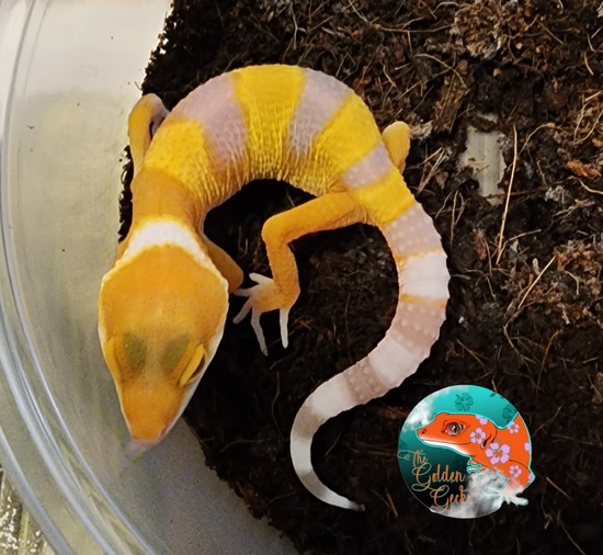 Tremper Albinos Leopard Gecko by The Golden Gecko