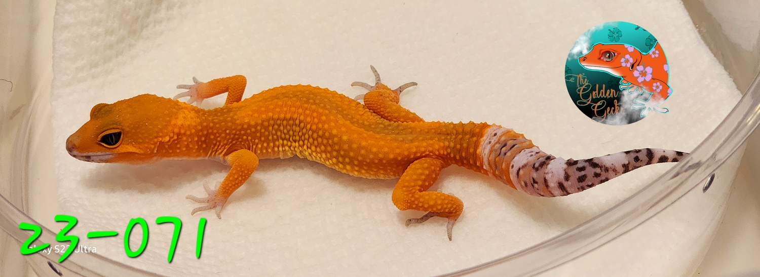 Mandarin X Extreme Tangerine Leopard Gecko by The Golden Gecko ...
