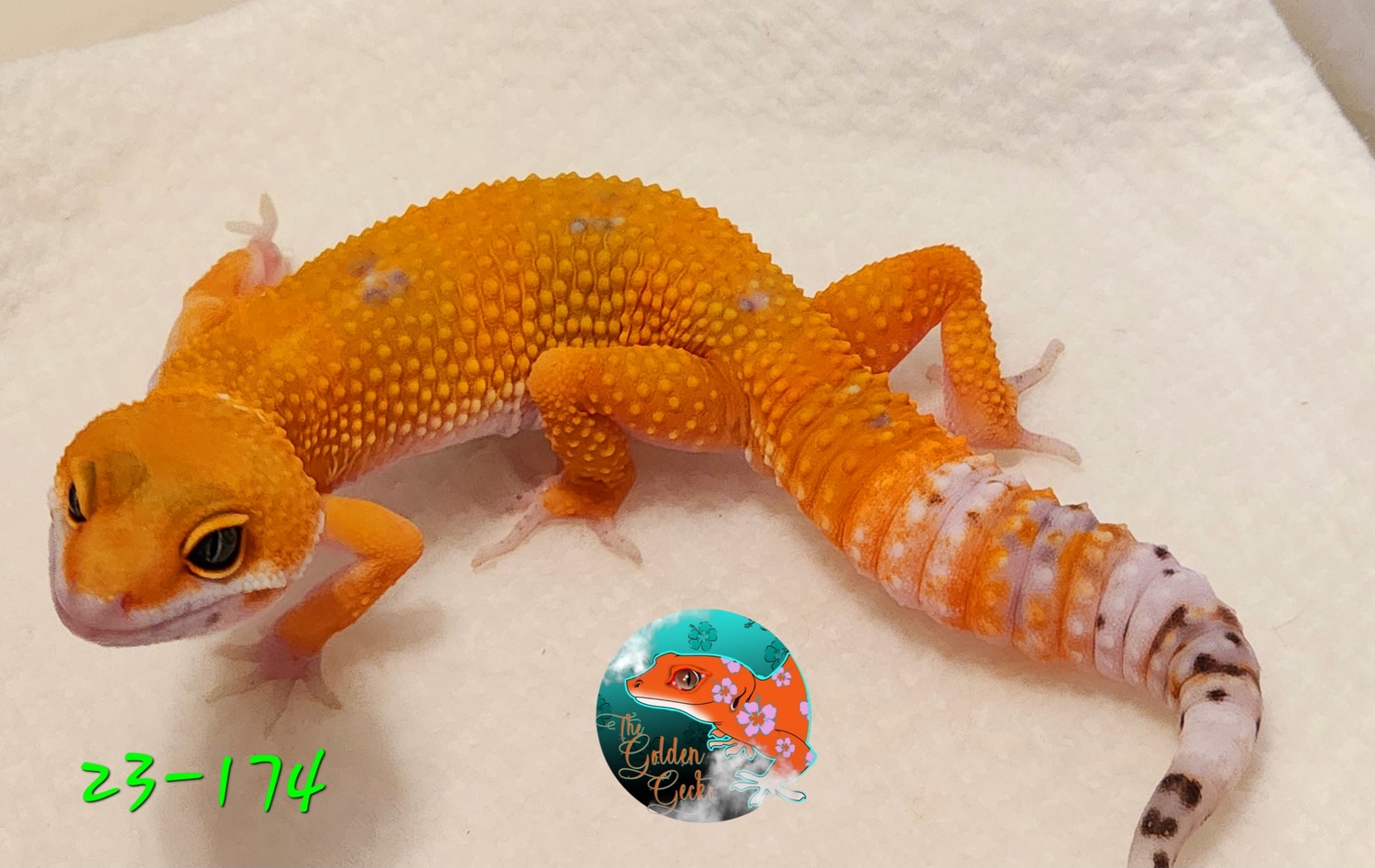 Red Diamond Blood Mandarin X Tremper Sunglow Leopard Gecko by The ...