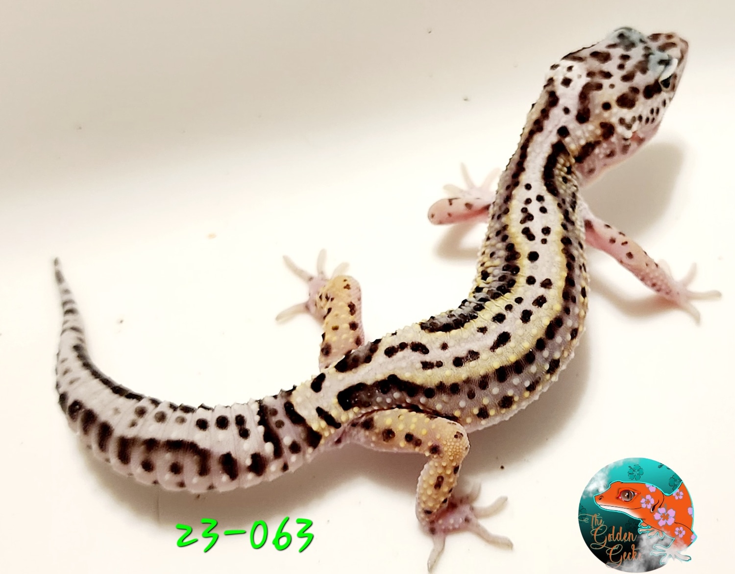 Snow Jungle Lavender Leopard Gecko by The Golden Gecko - MorphMarket