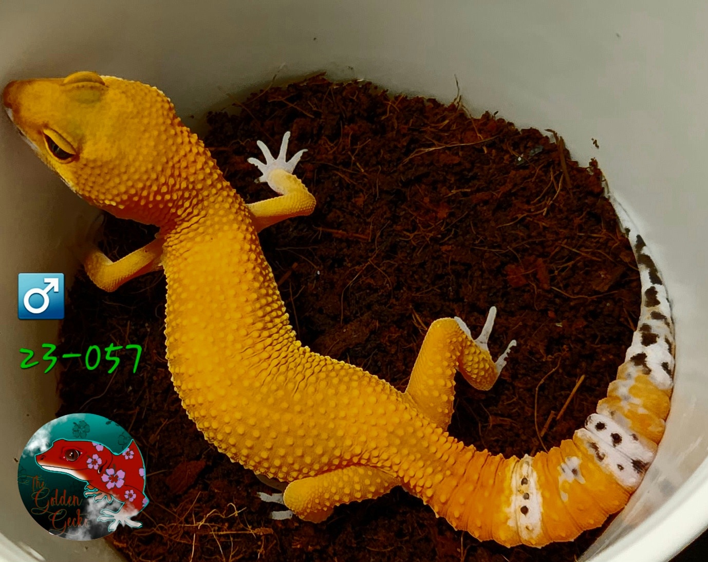 OGT X Red Diamond Mandarin Tangerine Leopard Gecko by The Golden Gecko ...